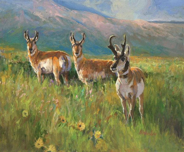 Western Art • Livestock and Wildlife • Different Strokes • Archived Works